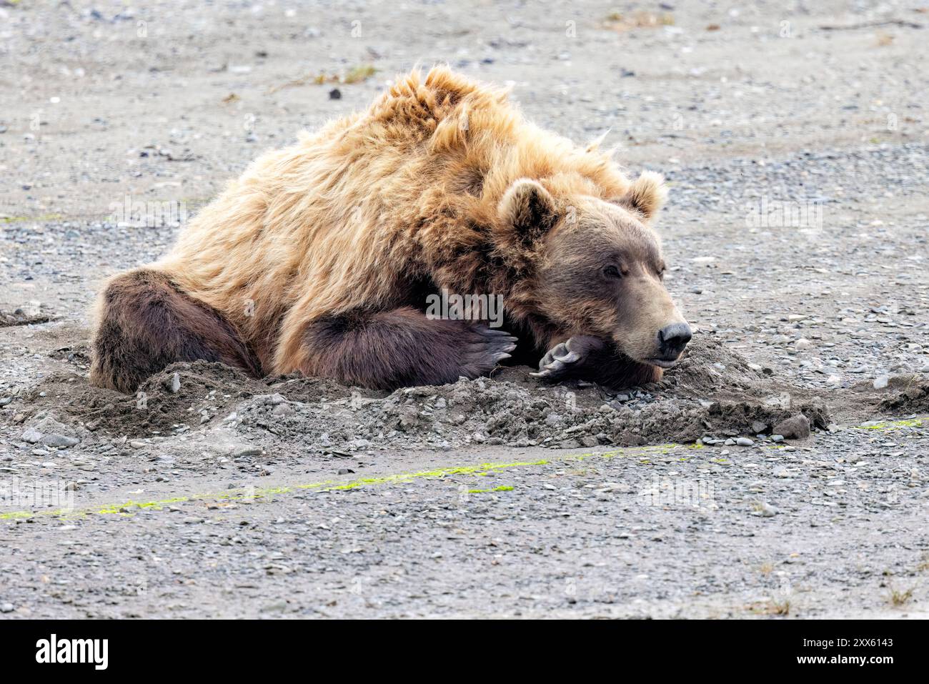 Sleeping Coastal Brown Bear - Brown Bear Bay, Chinitna Bay, near Lake ...
