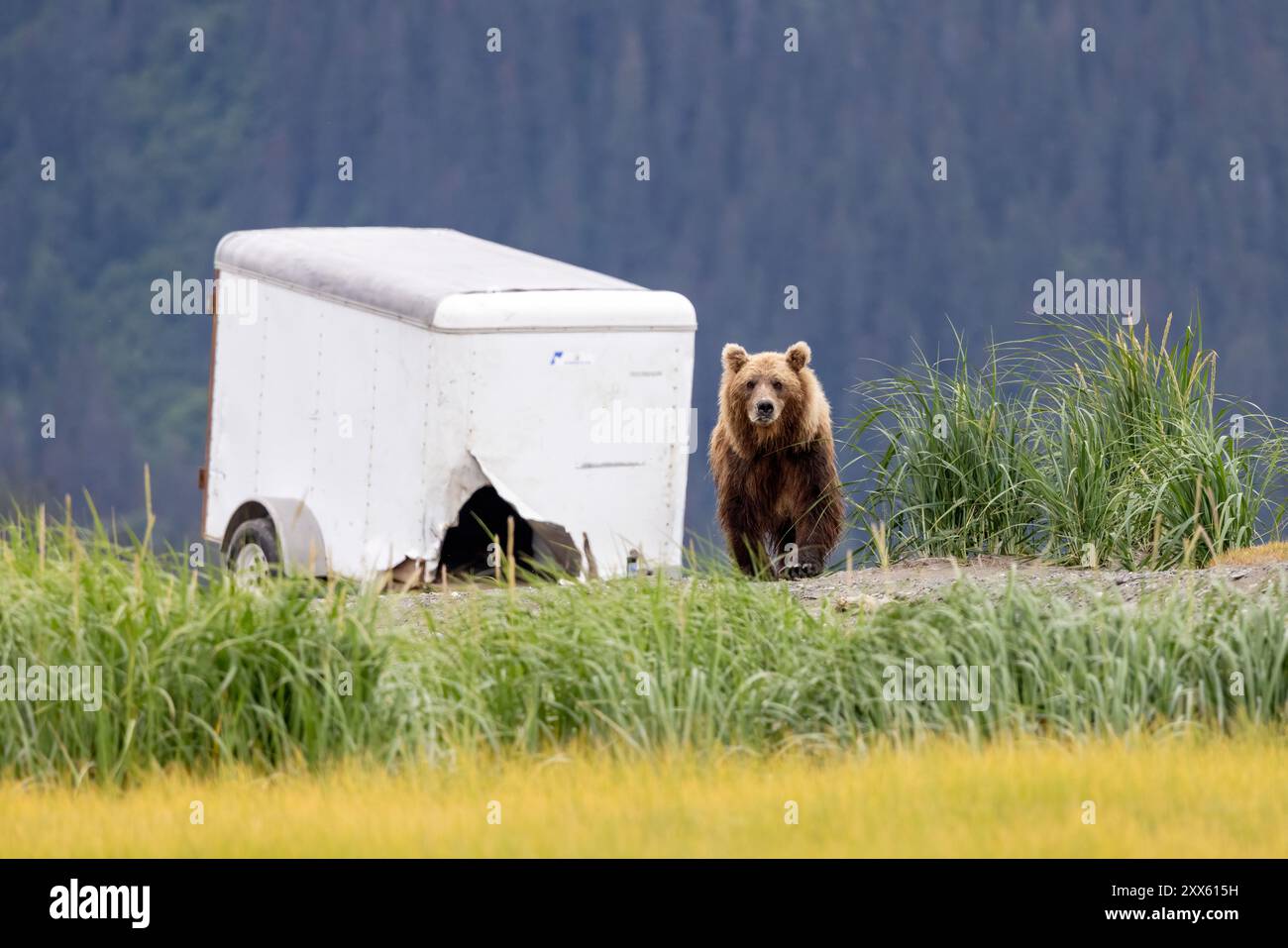 Large Coastal Brown Bear next to gaping hole torn in trailer - Chinitna ...