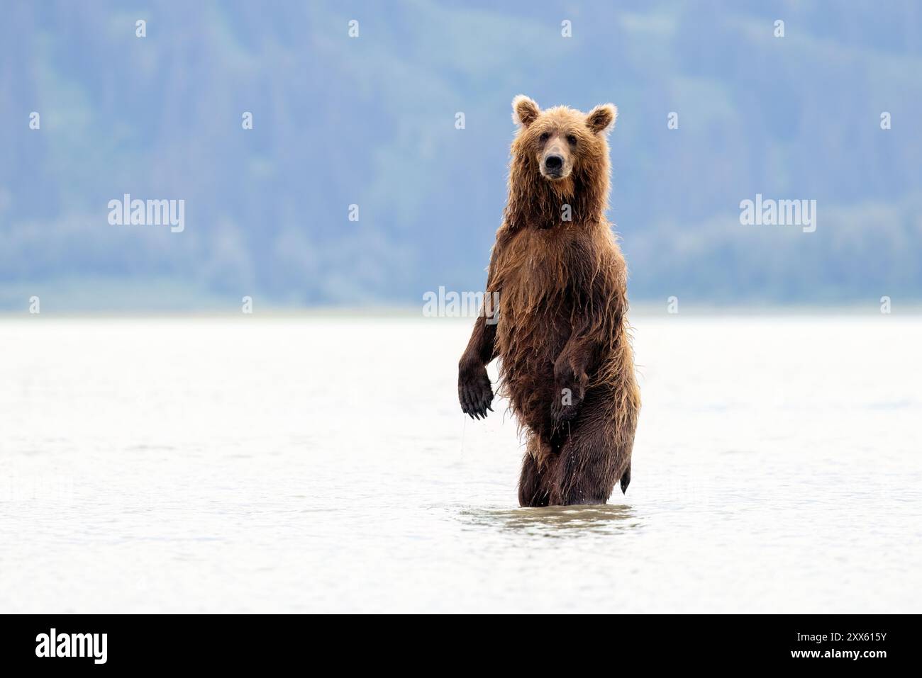 Coastal Brown Bear standng upright on hind legs looking for salmon ...