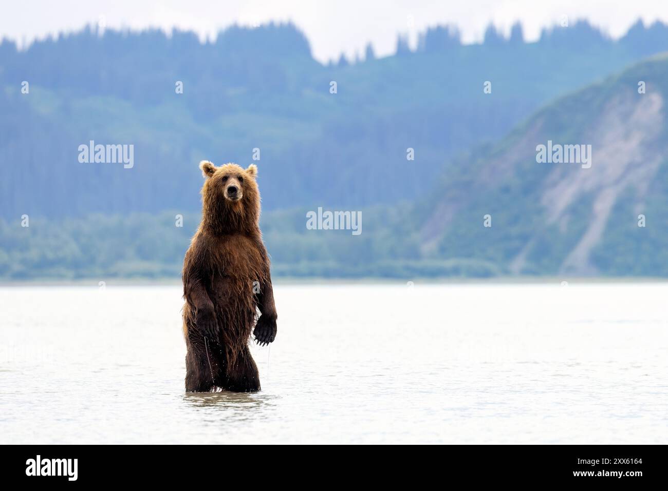 Coastal Brown Bear standng upright on hind legs looking for salmon ...