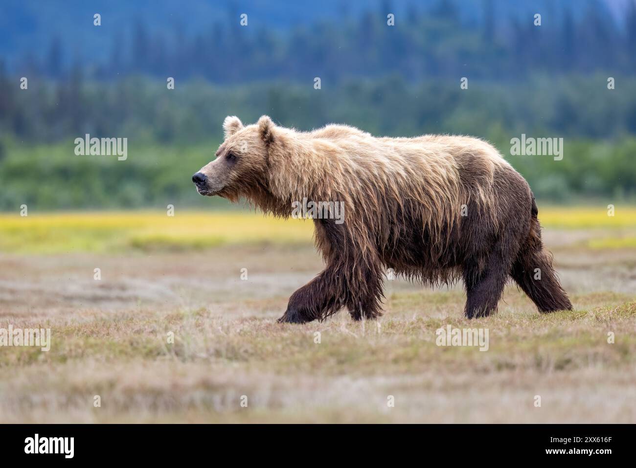 Coastal Brown Bear - Brown Bear Bay, Chinitna Bay, near Lake Clark ...