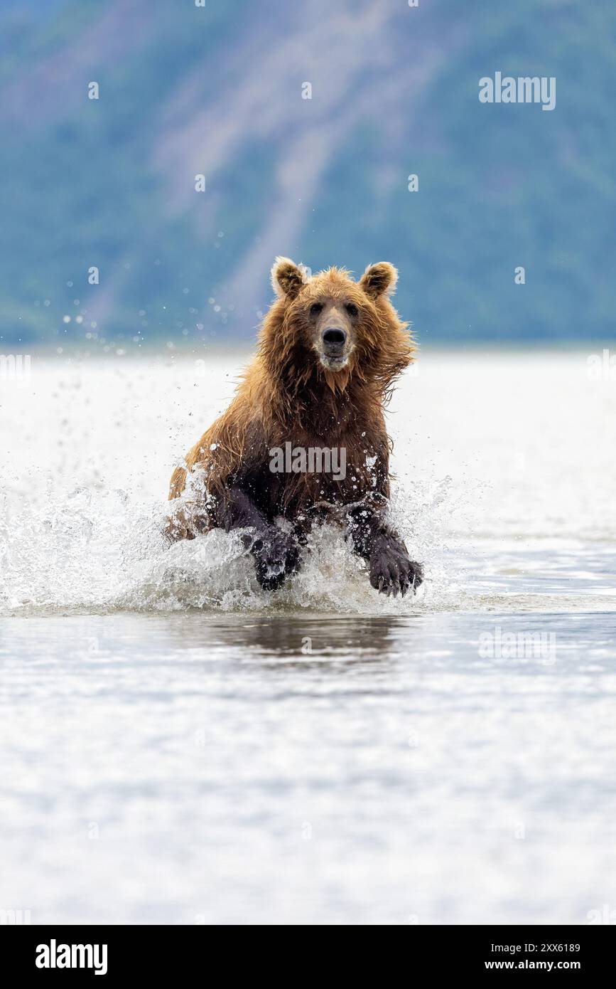 Coastal Brown Bear fishing for salmon - Brown Bear Bay, Chinitna Bay ...