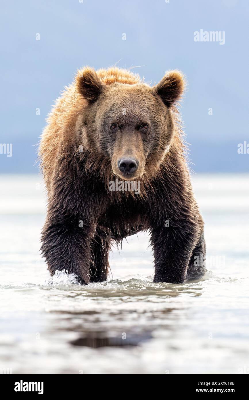 Head on view of Coastal Brown Bear - Brown Bear Bay, Chinitna Bay, near ...