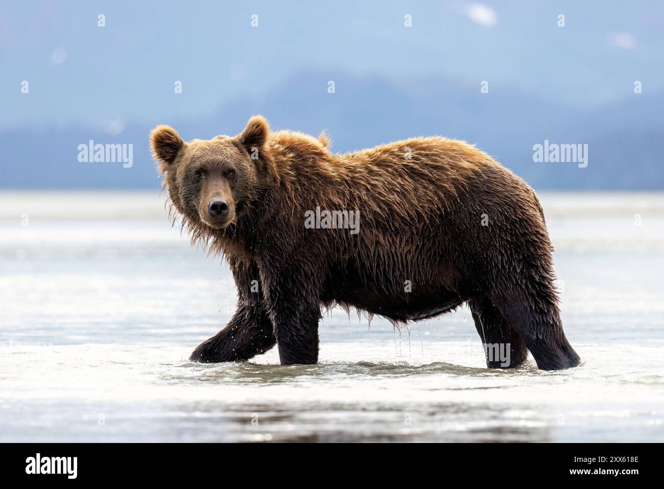 Coastal Brown Bear fishing for salmon - Brown Bear Bay, Chinitna Bay ...