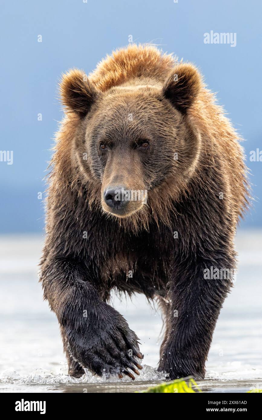 Head on view of Coastal Brown Bear - Brown Bear Bay, Chinitna Bay, near ...
