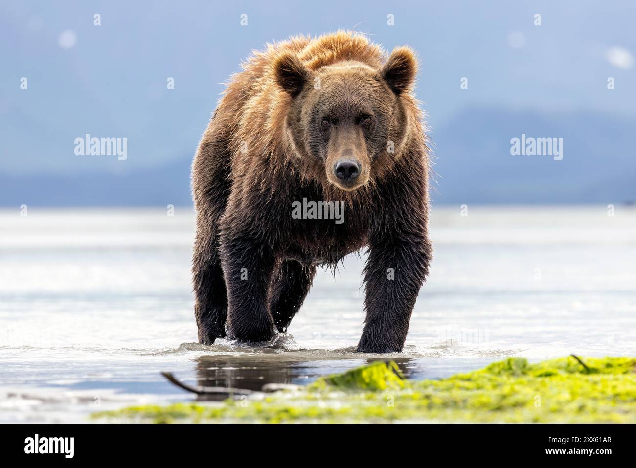 Head on view of Coastal Brown Bear - Brown Bear Bay, Chinitna Bay, near ...