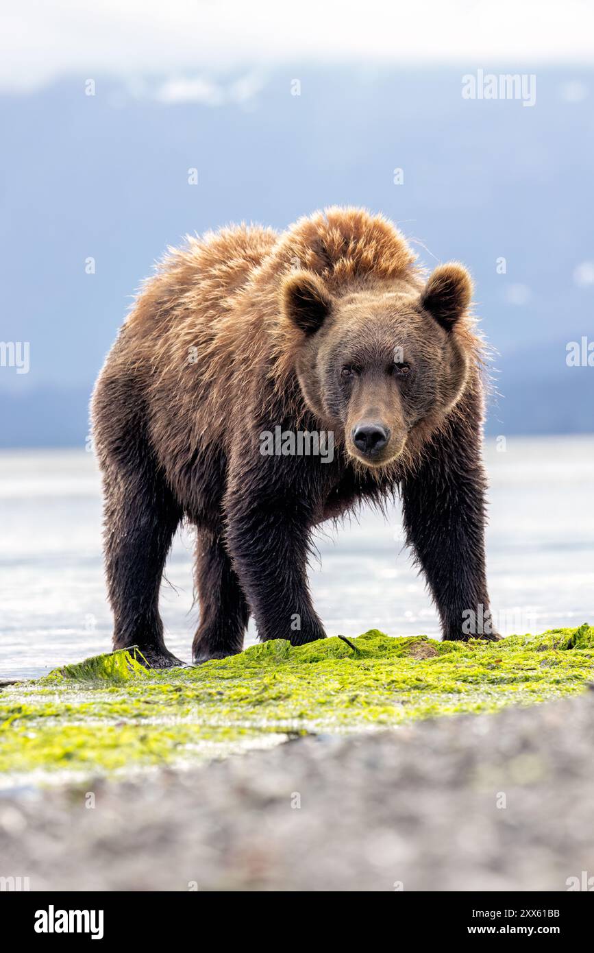Head on view of Coastal Brown Bear - Brown Bear Bay, Chinitna Bay, near ...