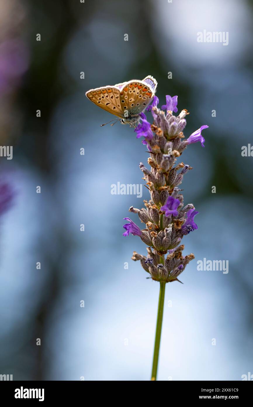 Butterfly provence hi-res stock photography and images - Alamy