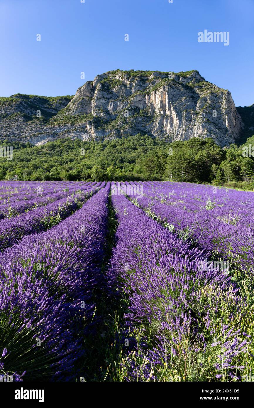 Lavender field at Saoû, Drôme, France. Lavender and synclinal of Saoû ...