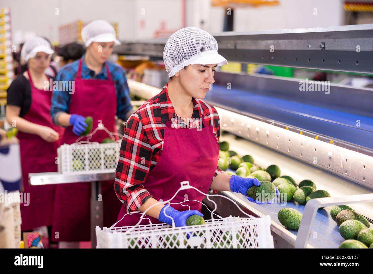 Hispanic woman sorting and packing ripe Hass avocados Stock Photo - Alamy