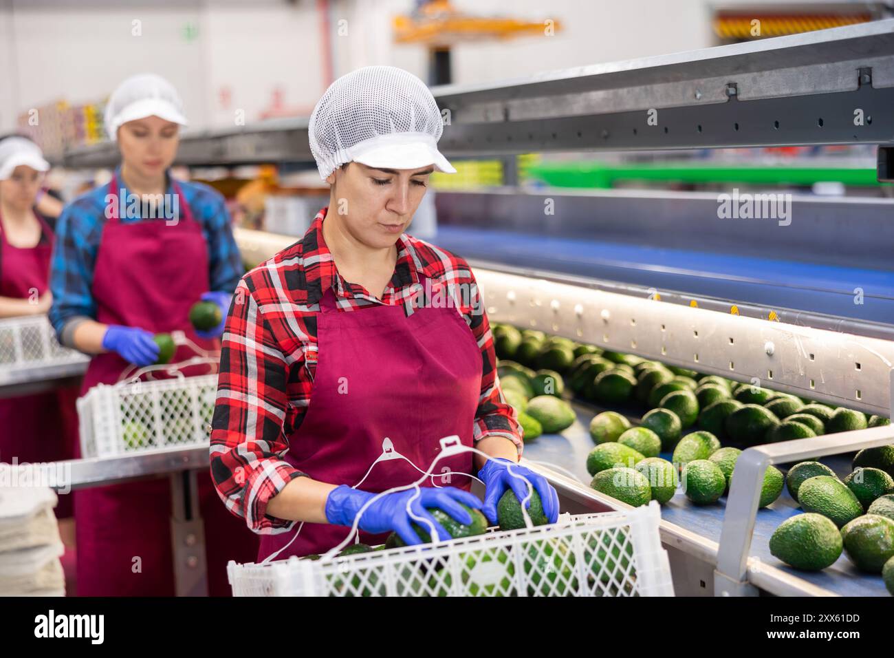 Hispanic female worker checking ripe avocados on conveyor belt Stock ...