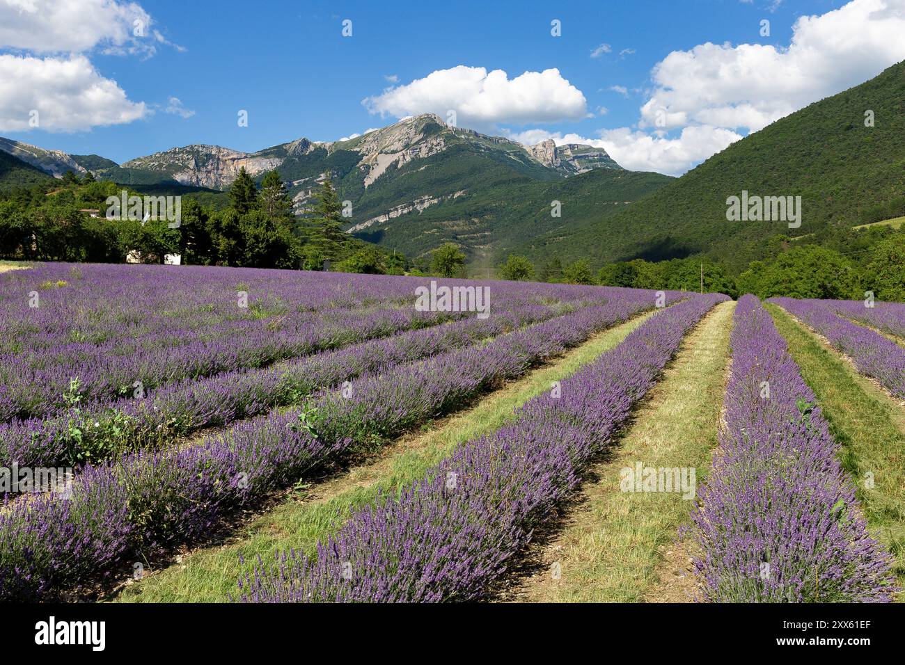 Lavender field at Chamaloc, Diois, Drôme, France. Lavender and ...