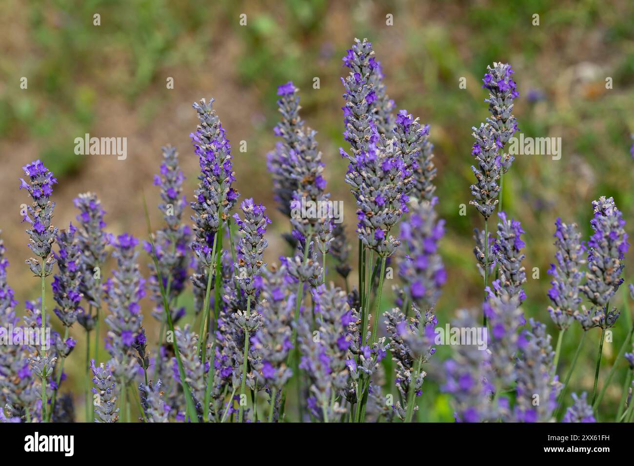 Lavender blooming in the French countryside. Tipycal lavender field in ...