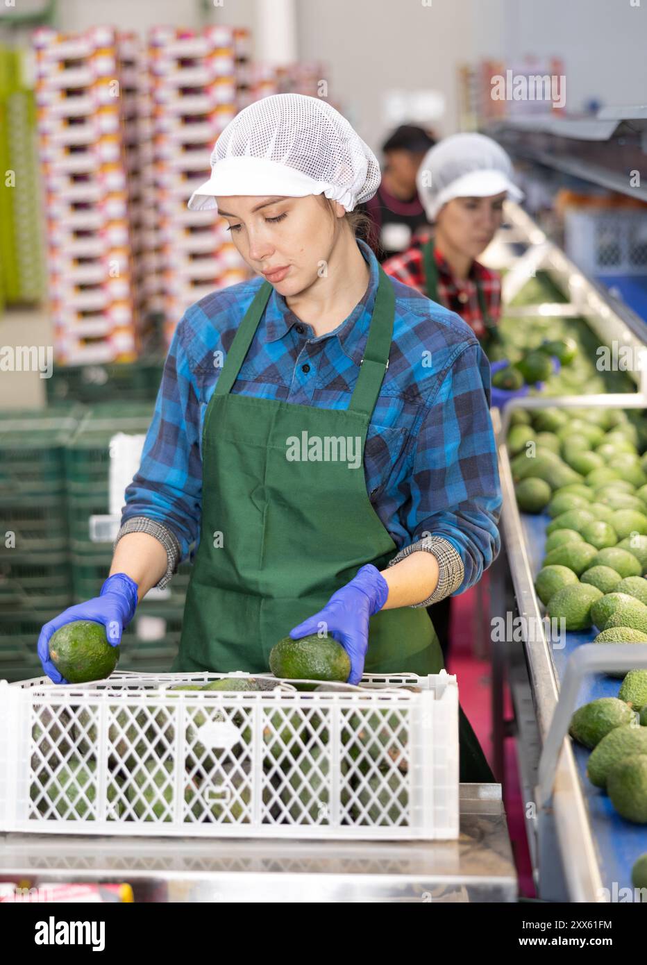 Female worker of fruit sorting factory checking avocados on conveyor ...