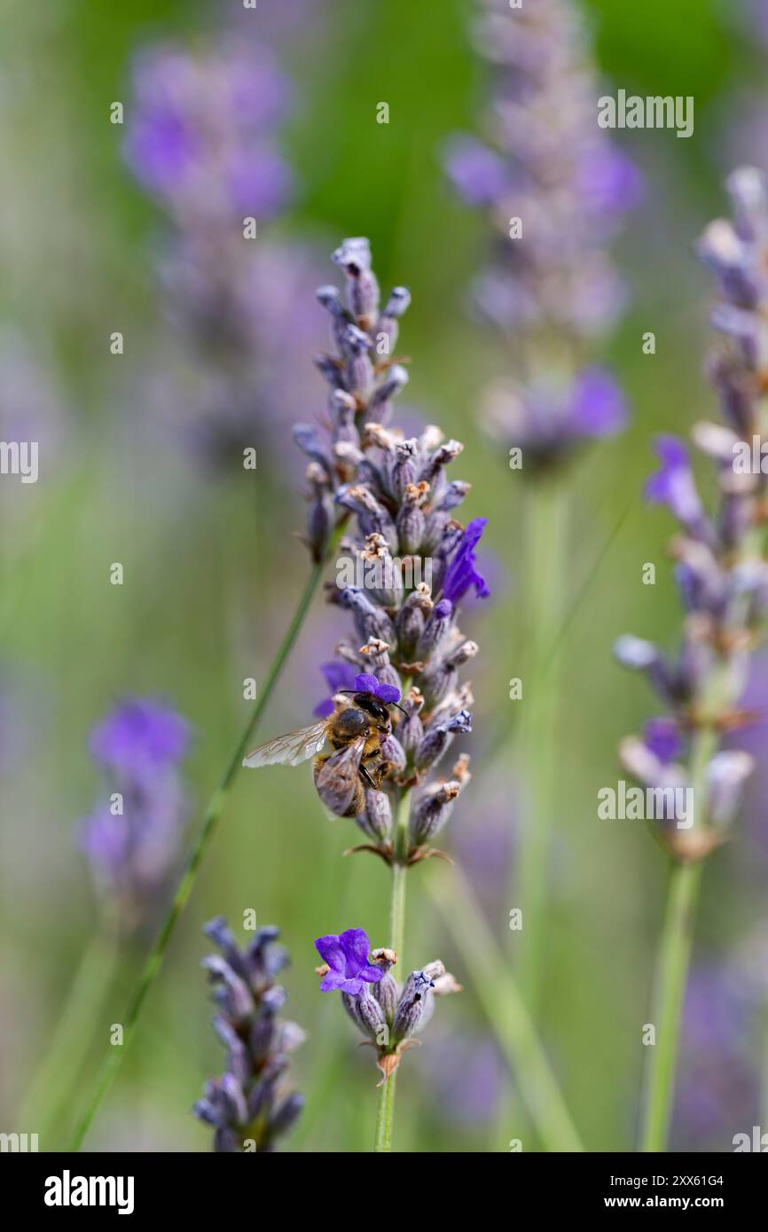 A bee (Apis mellifera) collects nectar from lavender. Lavandula ...