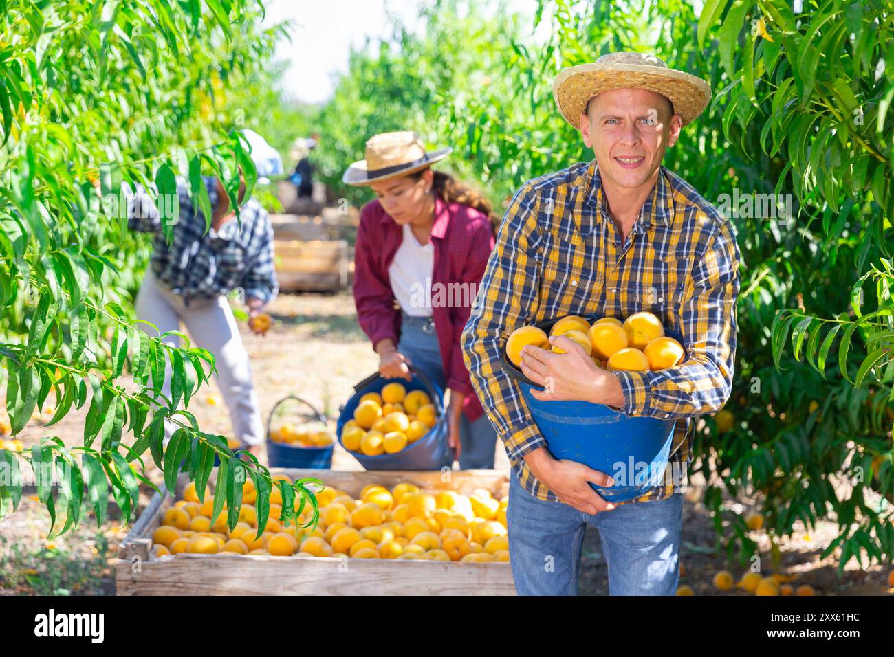 Successful farmer holding bucket with freshly picked peaches in orchard ...