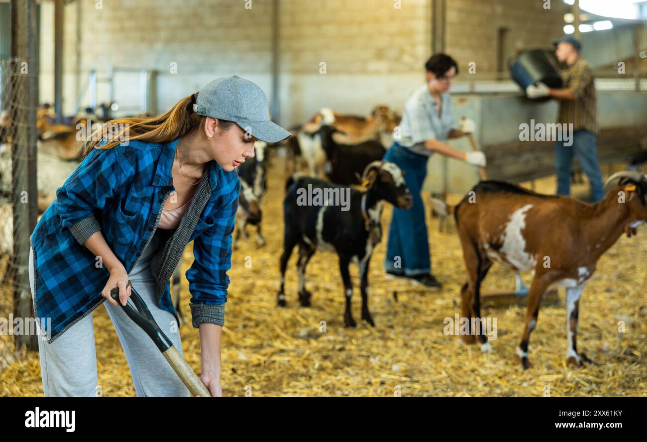 Farmer worker cleaning and feeding goats. Ecologically friendly farming ...