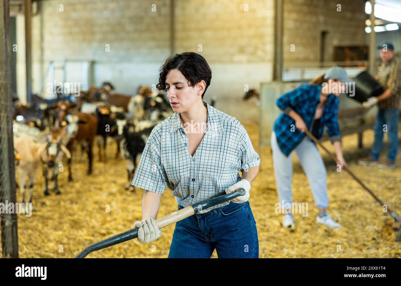 Female farmer picking up hay with pitchfork to feed the goats at family ...