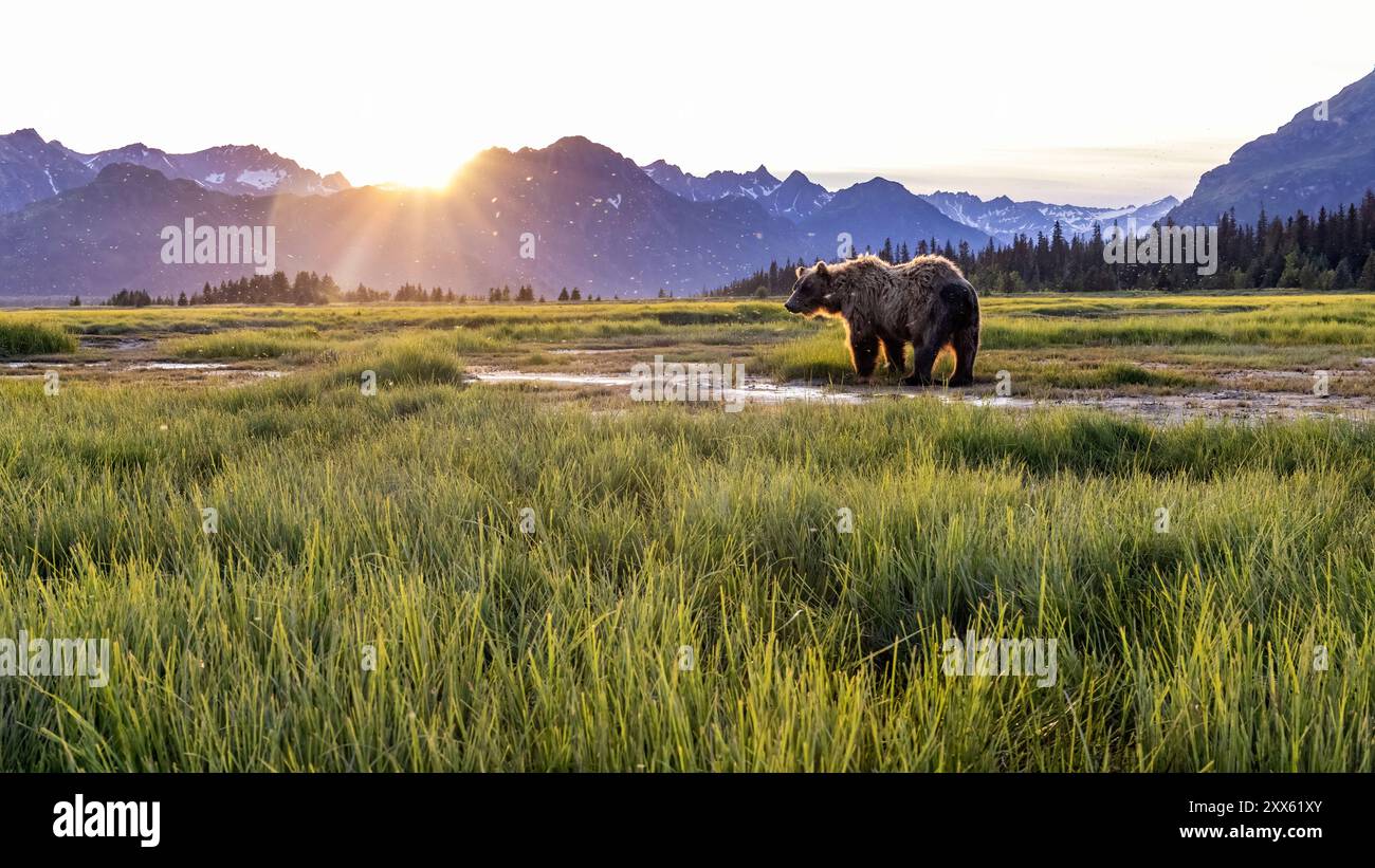 Coastal Brown Bear in the sunset - Brown Bear Bay, Chinitna Bay, near ...