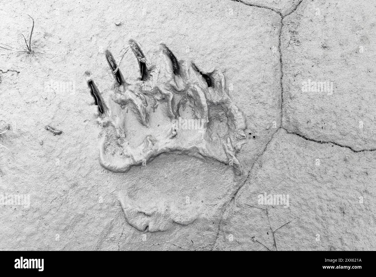 Coastal Brown Bear footprint in mud - Brown Bear Bay, Chinitna Bay ...