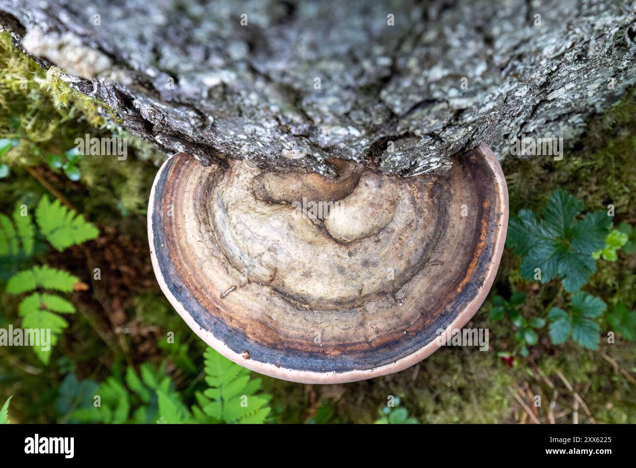 Fomitopsis ochracea or Ochre-banded Conk at Brown Bear Bay - Chinitna ...