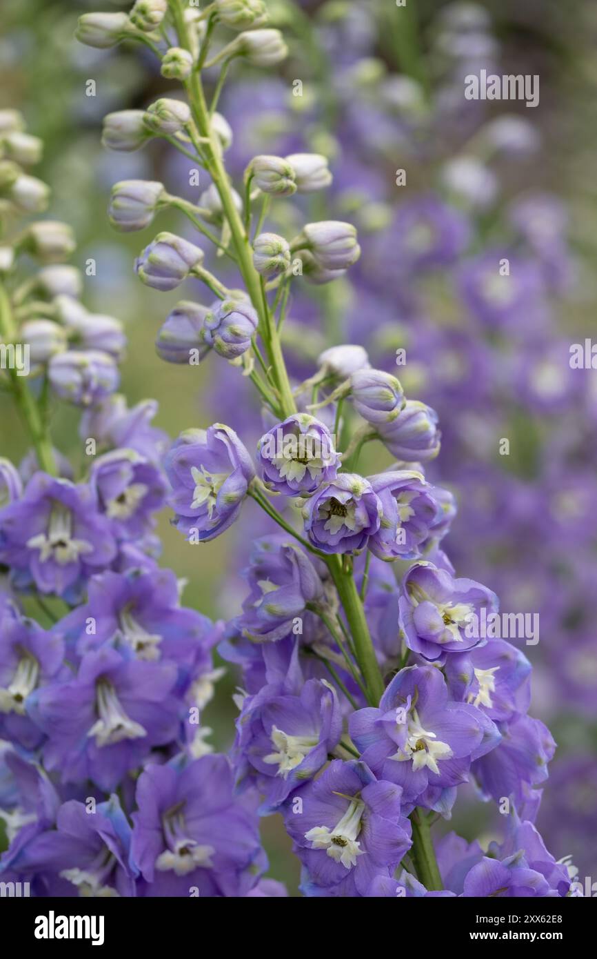Stunning, tall blue delphinium flowers by the name Lilac Ladies ...