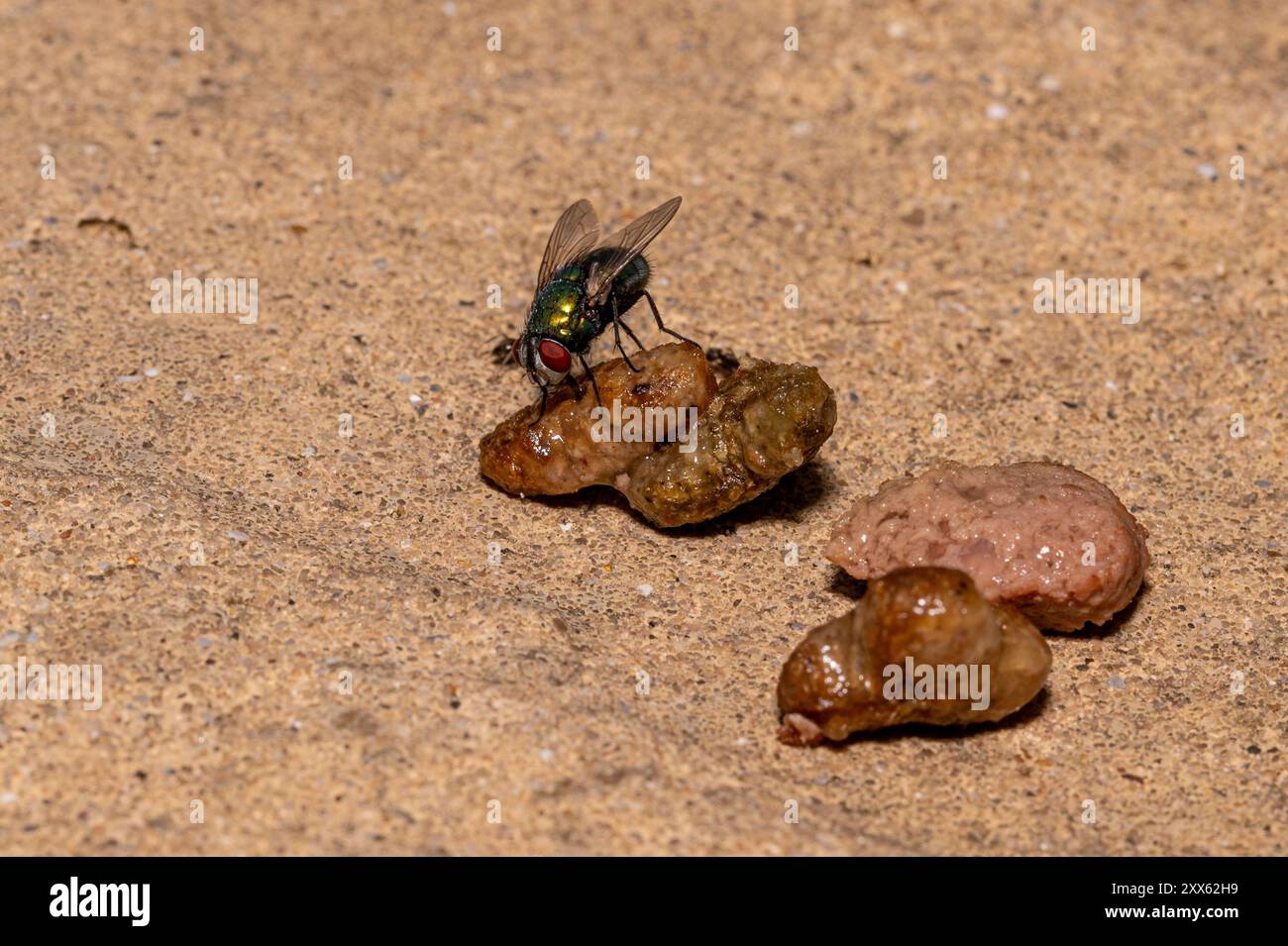 Protophormia terraenovae, Bluebottle fly eating discarded cat food meat ...