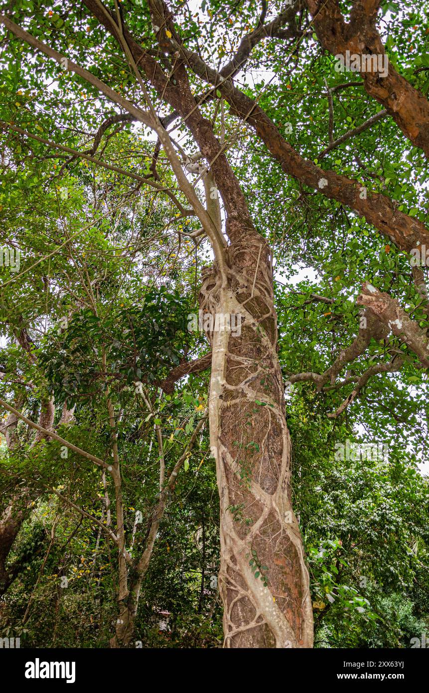 Roots of a parasitic plant clinging to the tree Stock Photo - Alamy