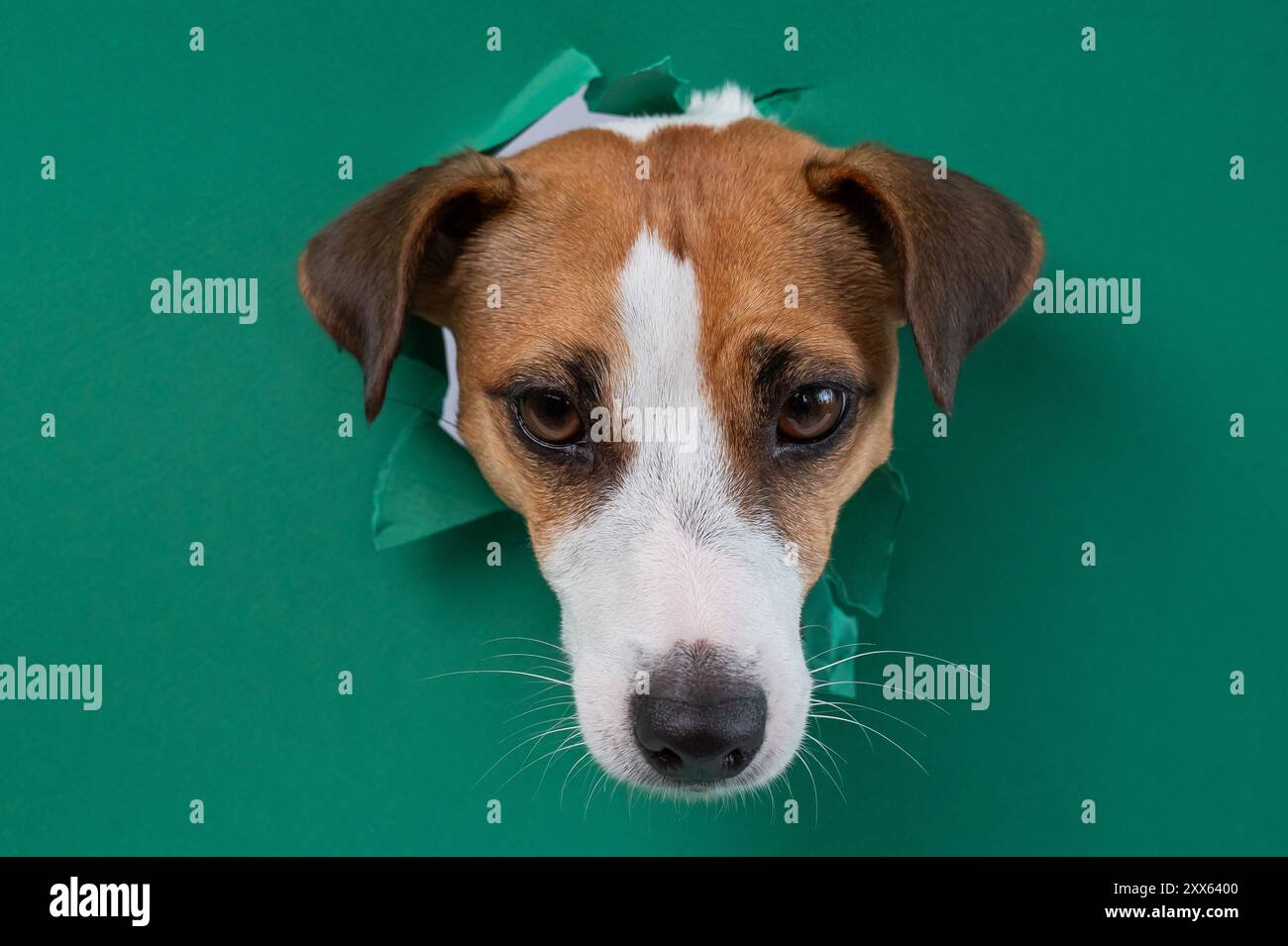 Funny Jack Russell Terrier dog sticks out through a green cardboard ...