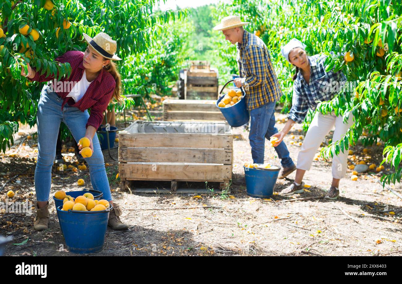Group of people gathering harvest of peaches in farm orchard Stock ...