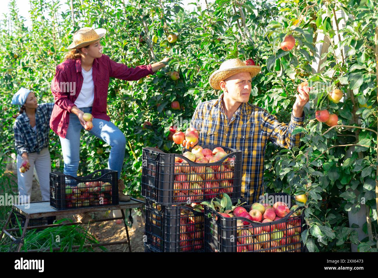 Team of workers harvesting apples in farm fruit garden Stock Photo - Alamy