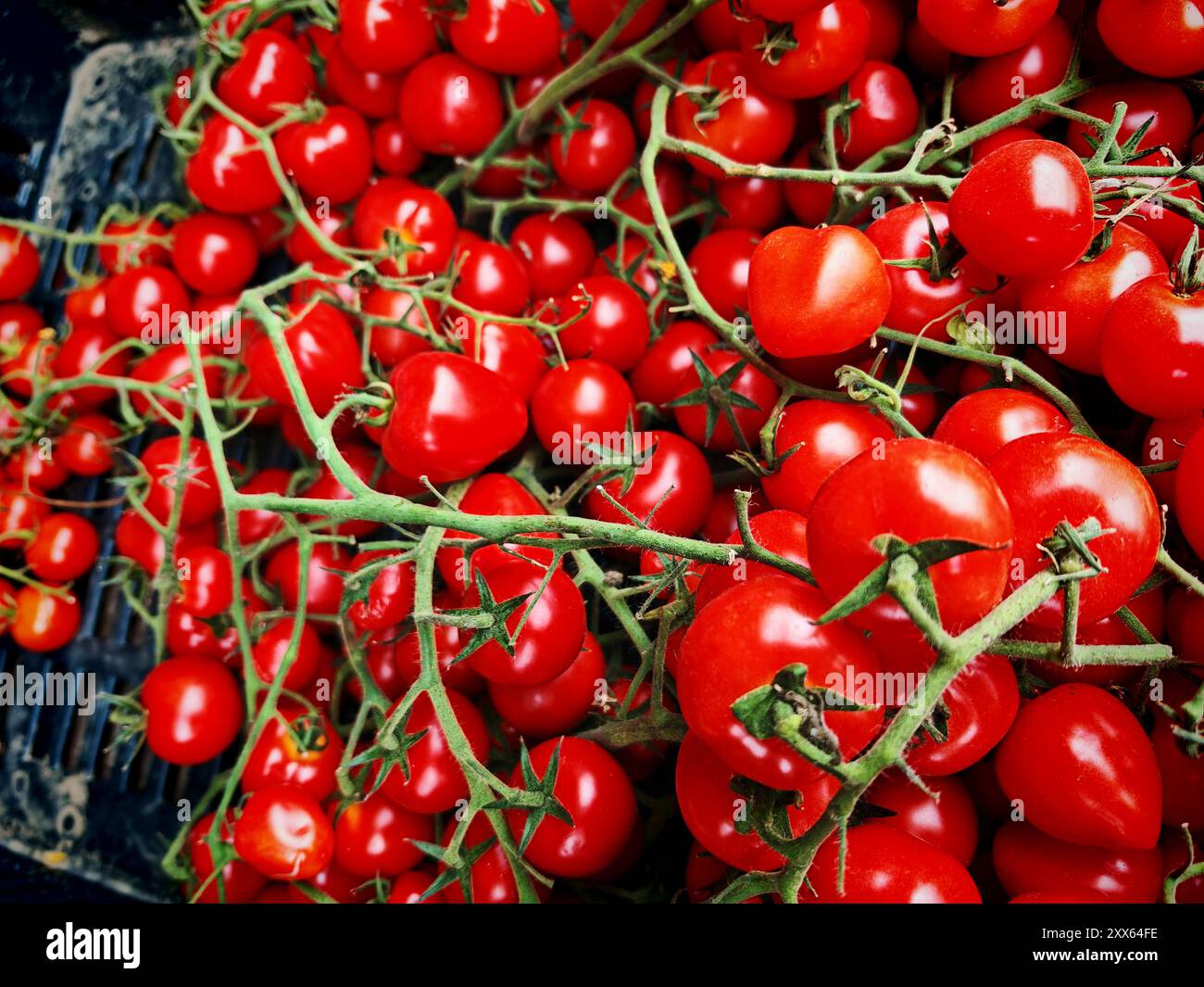 red and ripe tomato, healthy vegetable in a balanced diet red and ripe ...