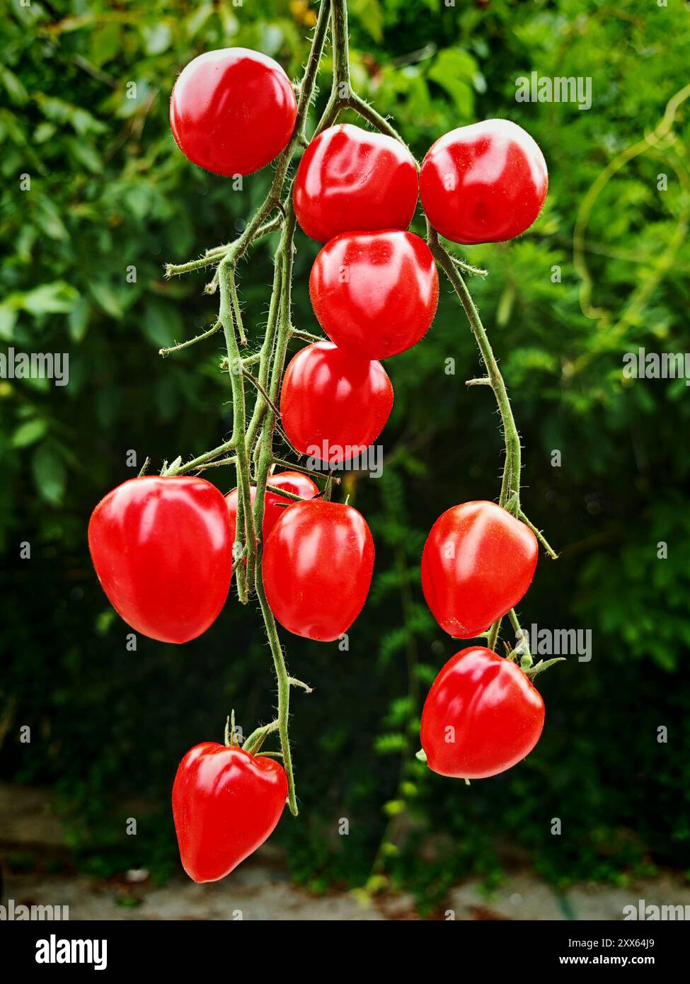 red and ripe tomato, healthy vegetable in a balanced diet red and ripe ...