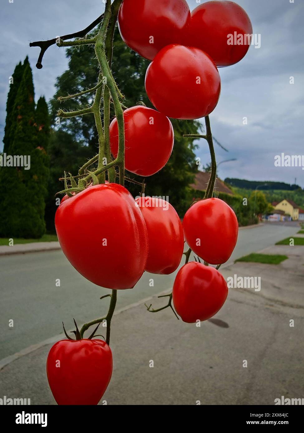 red and ripe tomato, healthy vegetable in a balanced diet red and ripe ...