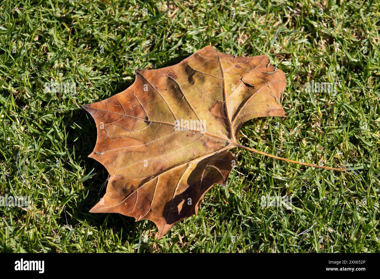 autumn leaf fallen onto grass Stock Photo - Alamy
