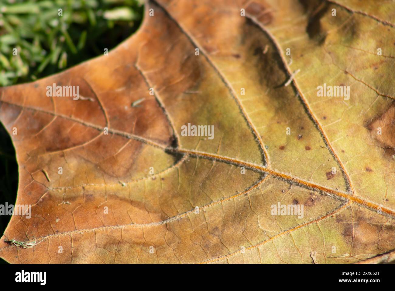 Fallen leaf ground cover hi-res stock photography and images - Alamy