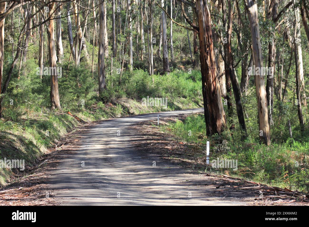 The Bush, The Otways in Victoria, Australia Stock Photo - Alamy