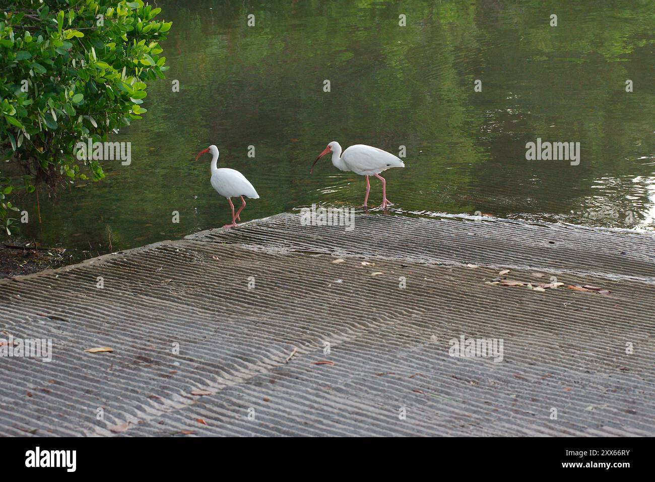 Two American white ibis on a slotted concrete boat ramp launch standing ...