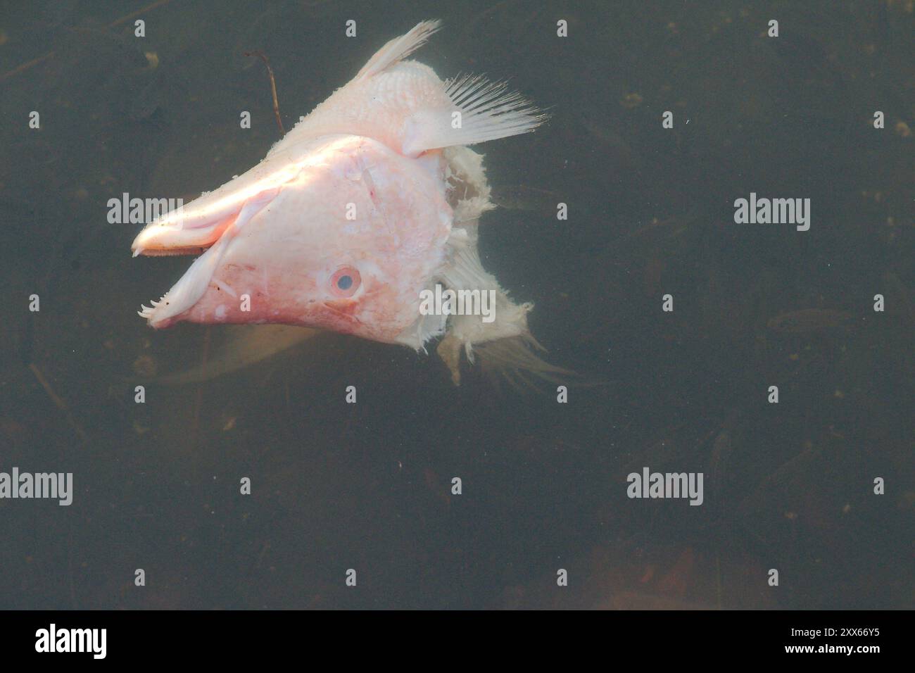 Close Isolated overhead view of a red pink fish head cut off floating ...
