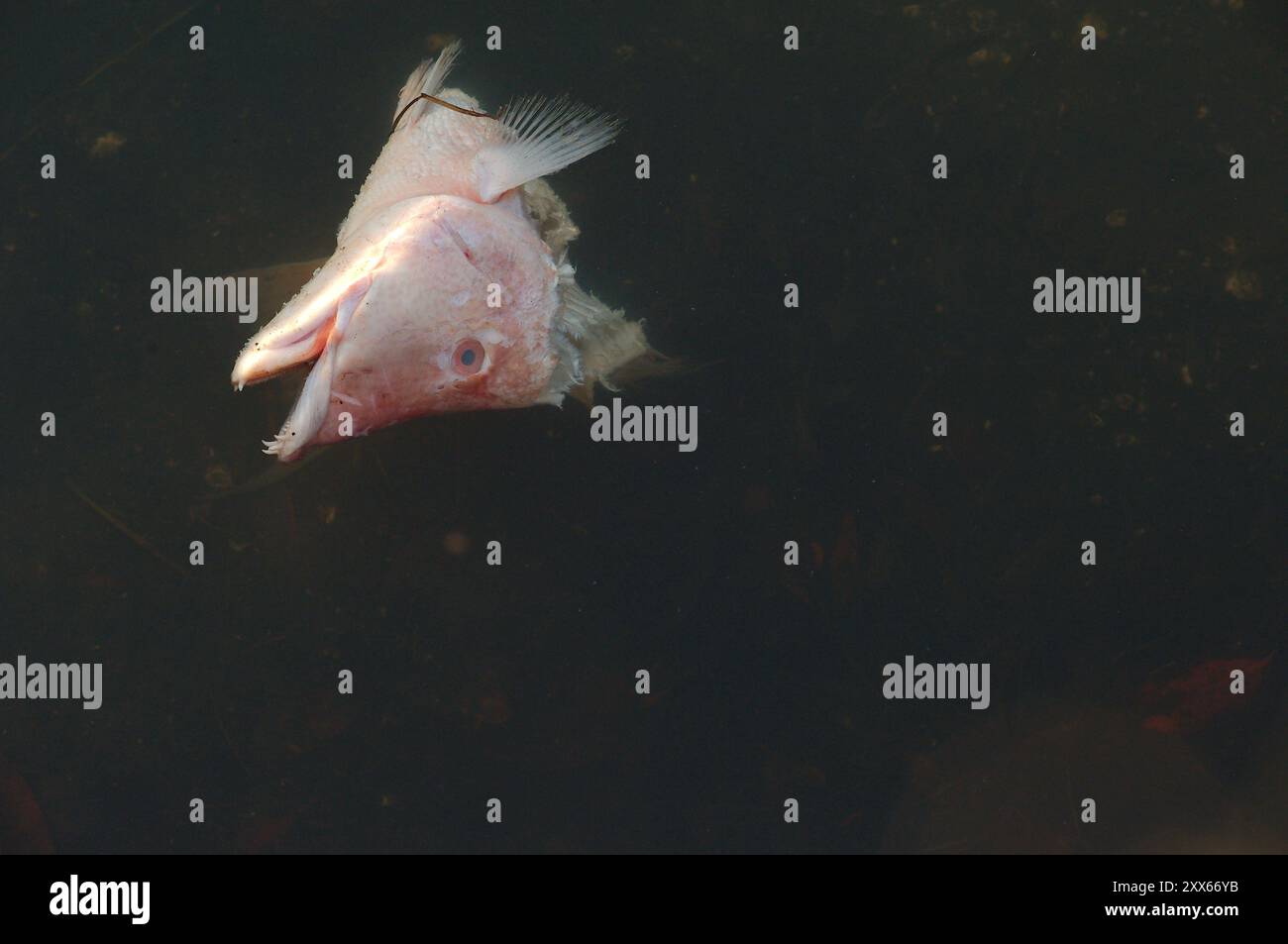 Close Isolated overhead view of a red pink fish head cut off floating ...