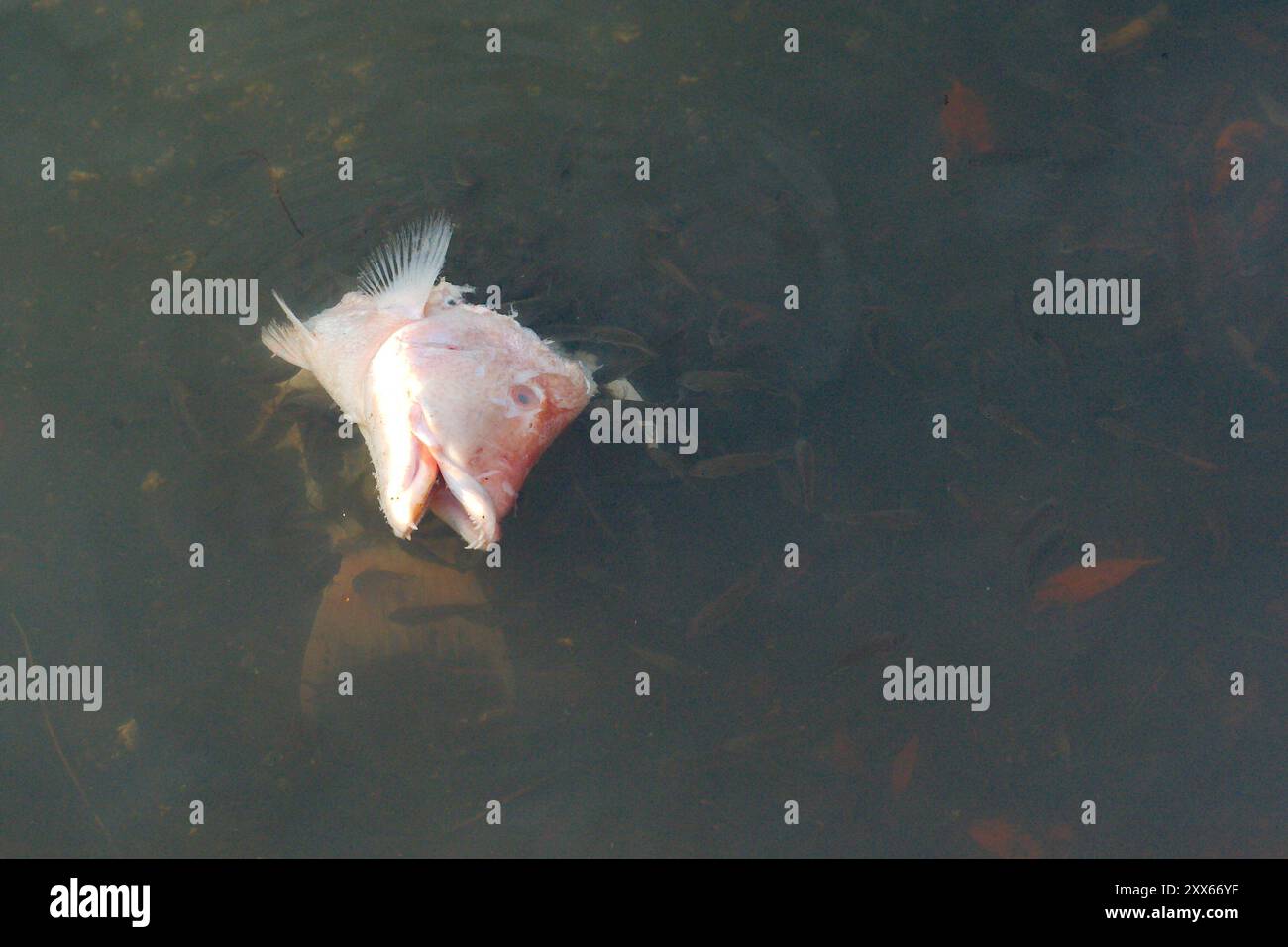 Close Isolated overhead view of a red pink fish head cut off floating ...