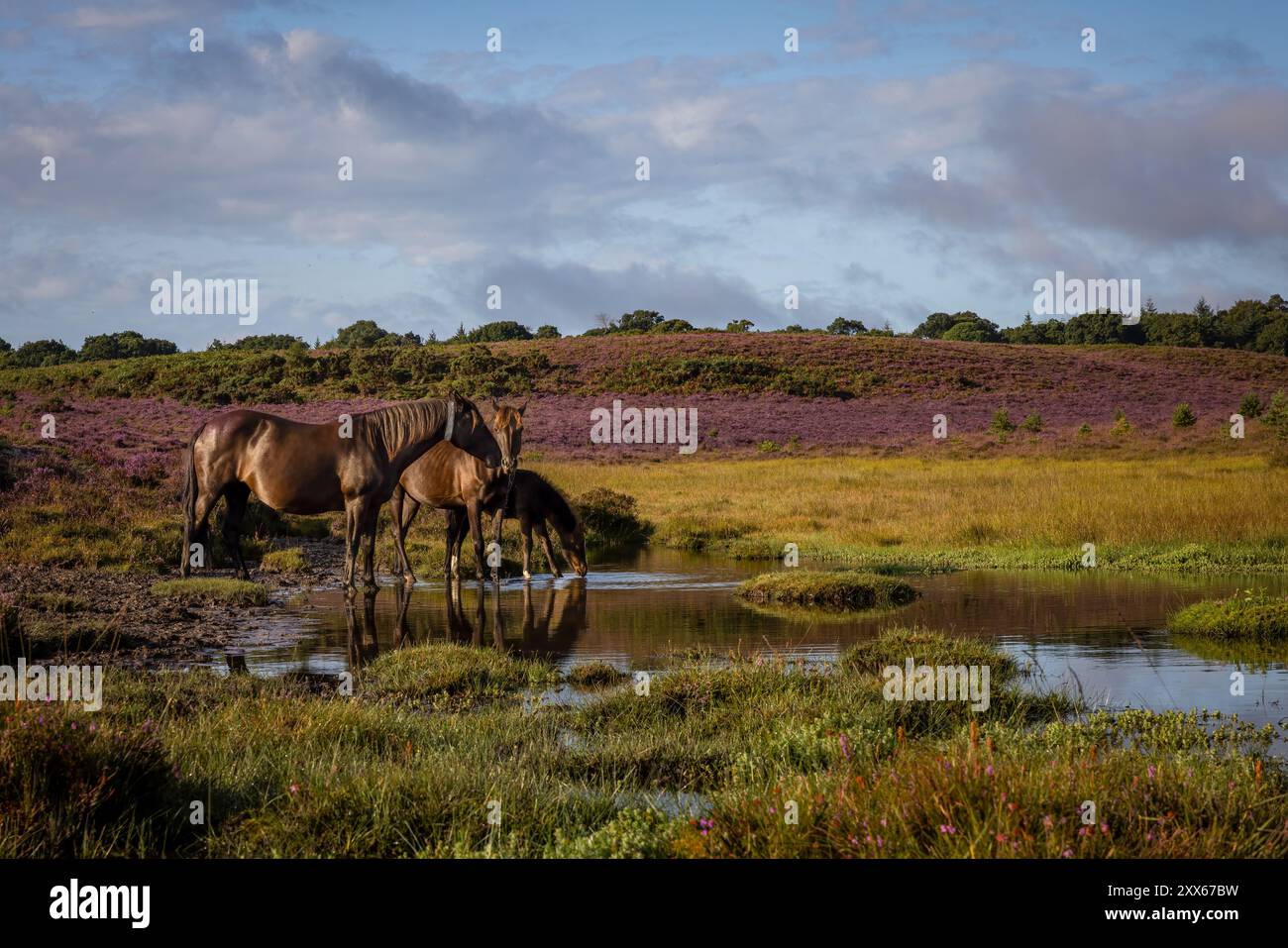 Summer scenes from the New Forest Stock Photo - Alamy