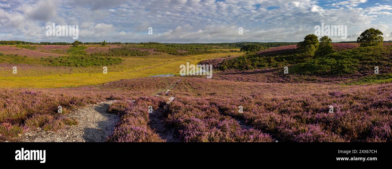 Summer scenes from the New Forest Stock Photo - Alamy
