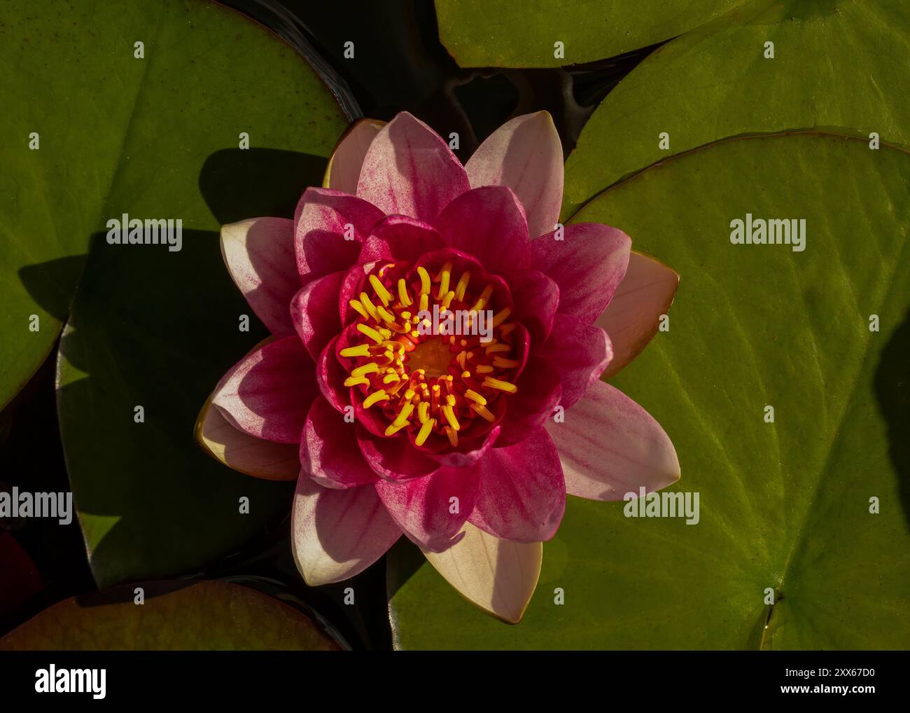 Birds eye view water lily hi-res stock photography and images - Alamy