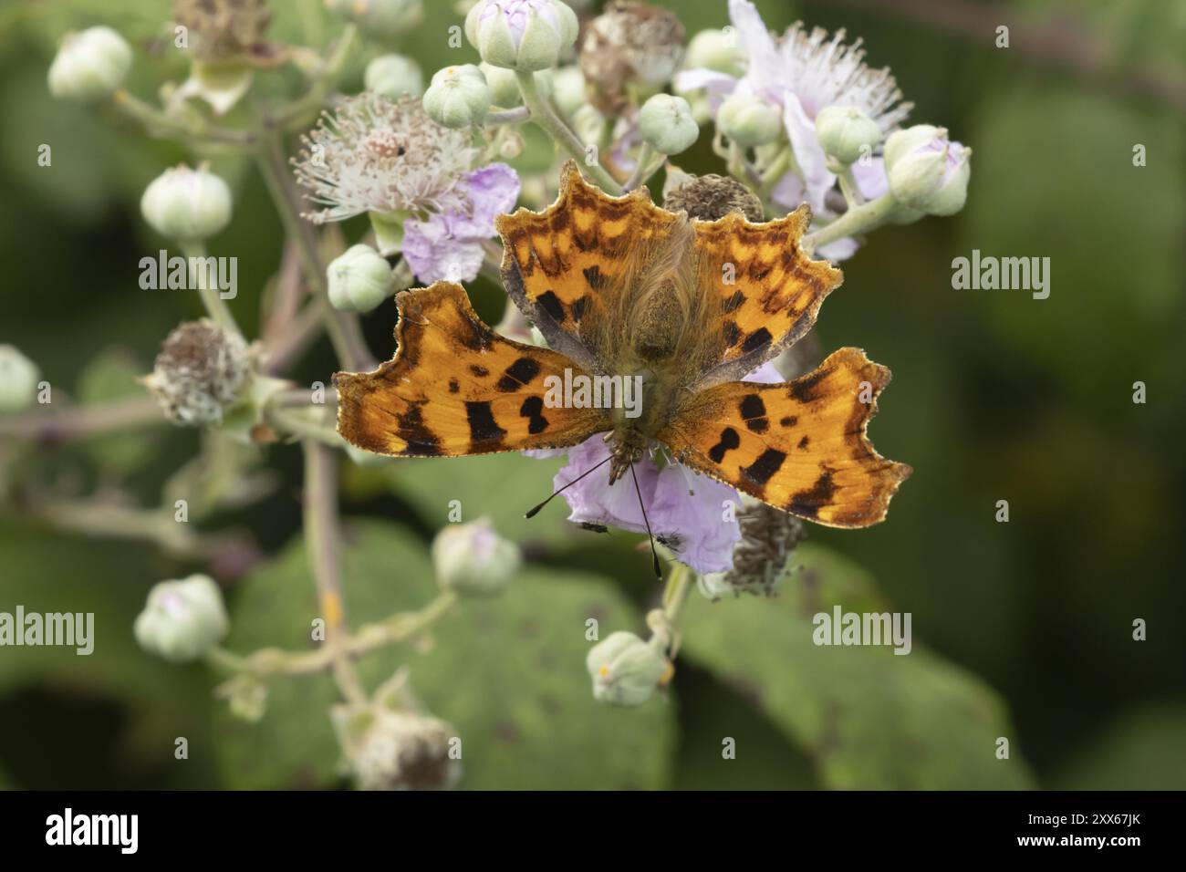 Comma butterfly (Polygonia c-album) adult insect feeding on Bramble ...