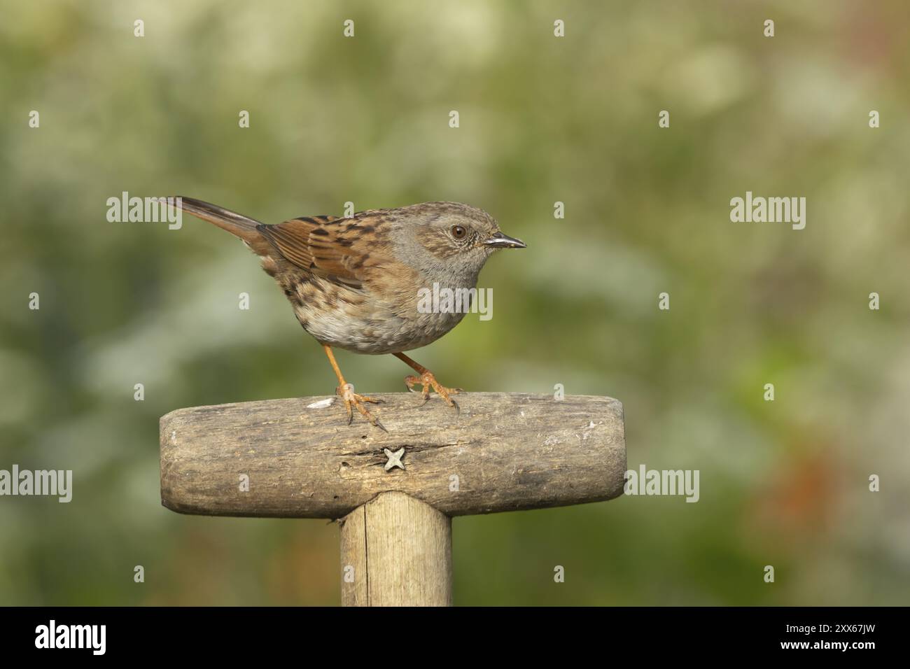 Dunnock or Hedge sparrow (Prunella modularis) adult bird on a garden ...