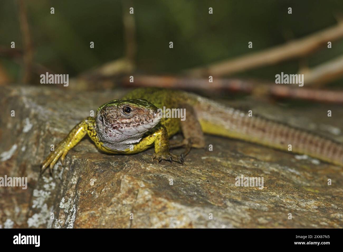Green lizard, Lacerta viridis, European green lizard Stock Photo - Alamy