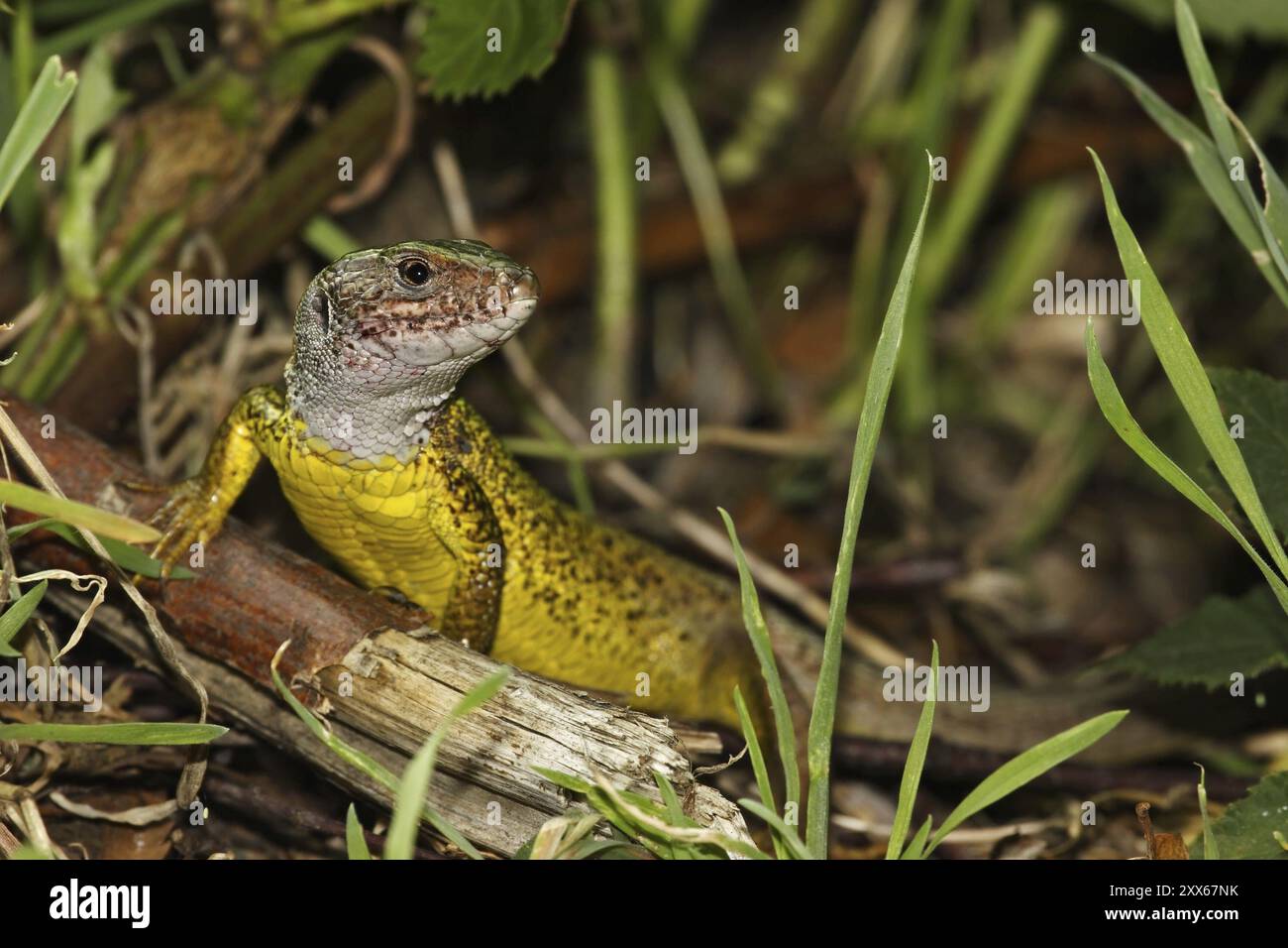 Green lizard, Lacerta viridis, European green lizard Stock Photo - Alamy