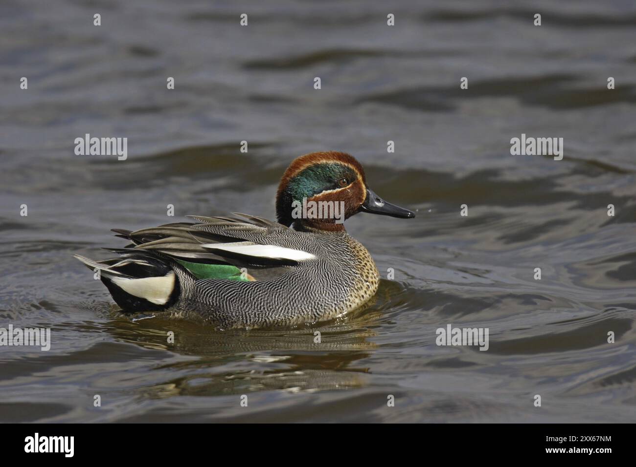Adult male green winged teal hi-res stock photography and images - Alamy