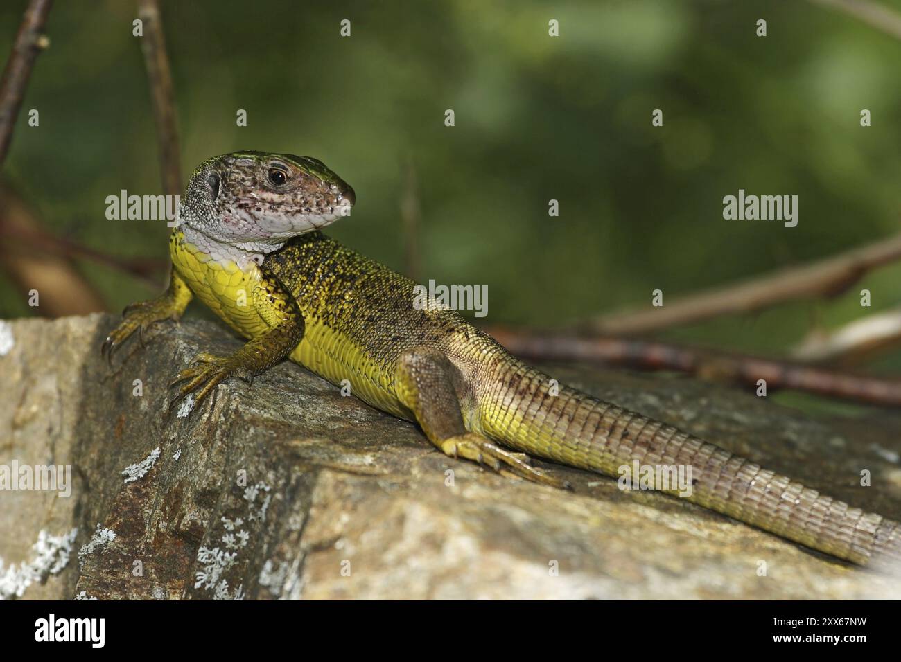Green lizard, Lacerta viridis, European green lizard Stock Photo - Alamy